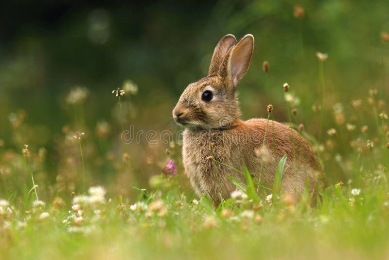 Wild rabbit on meadow stock image. Image of cuniculus - 97283003