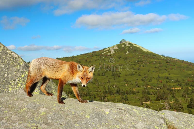 Two adorable wild monkeys stock image. Image of room - 289119831