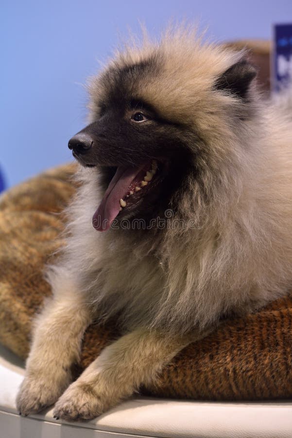 Adorable wolf spitz lying stock photo. Image of hound - 174048262