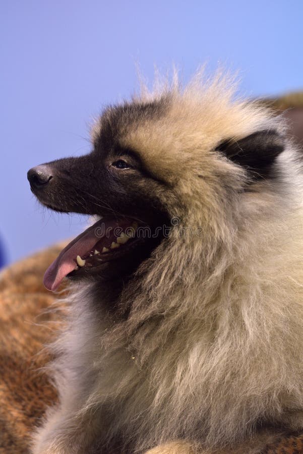 Adorable wolf spitz lying stock photo. Image of bred - 174048274