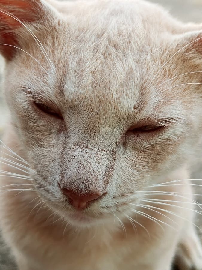 Adorable Yellow Cat Picture Stock Image - Image of cloud, blue: 374006049