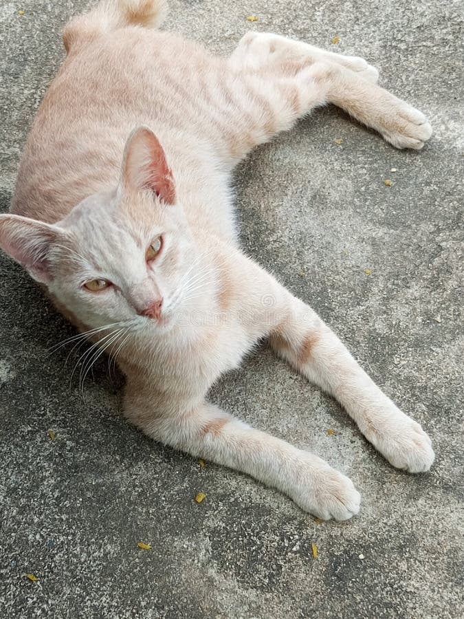 Adorable Yellow Cat Picture Stock Image - Image of grassland, cumulus ...