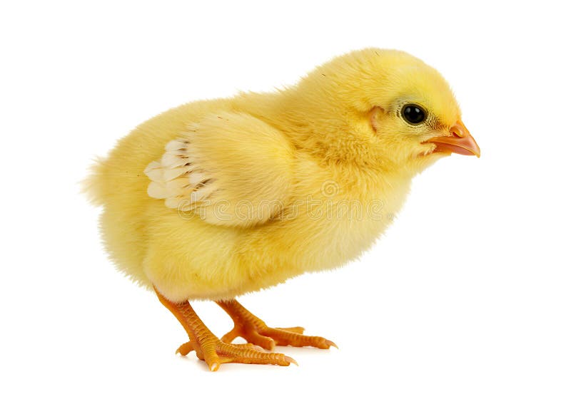 Adorable Yellow Chick Against White Background Stock Illustration ...