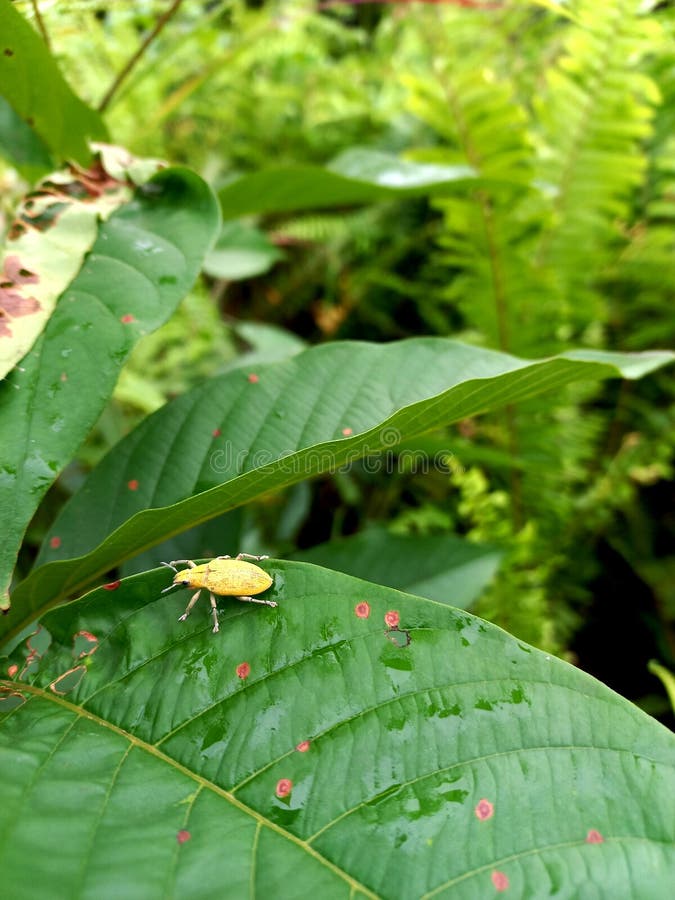 Adorable Yellow Insect stock image. Image of insect - 237510313