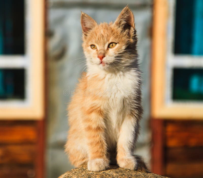 Adorable yellow kitty stock image. Image of asia, whisker - 21429935