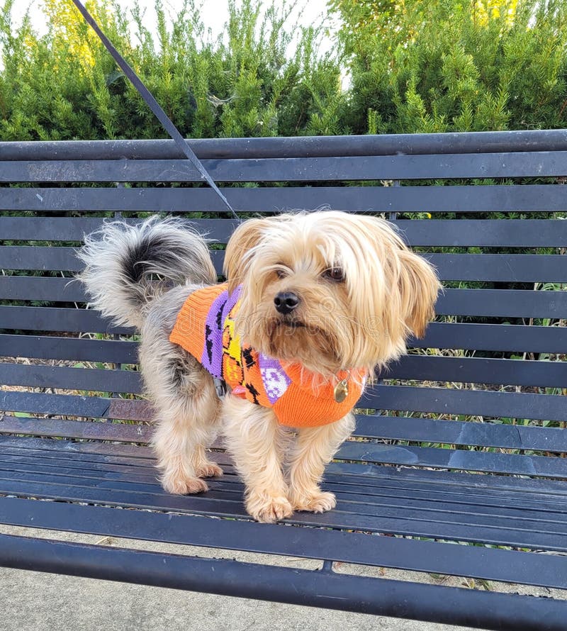 Adorable Yorkie on a bench stock photo. Image of hound - 263447708
