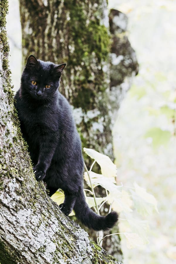 Young Black Cat in a Lime Tree Stock Photo - Image of face, look: 268647108
