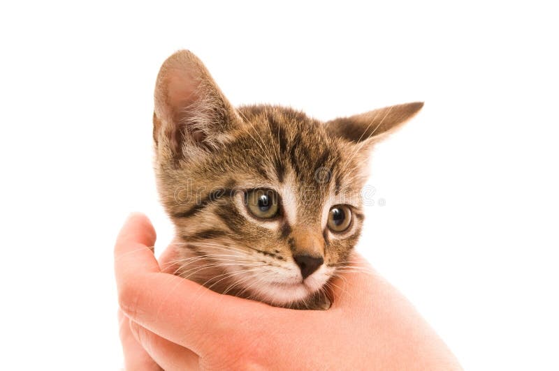 Adorable Young Cat in Woman S Hand Stock Image - Image of close ...