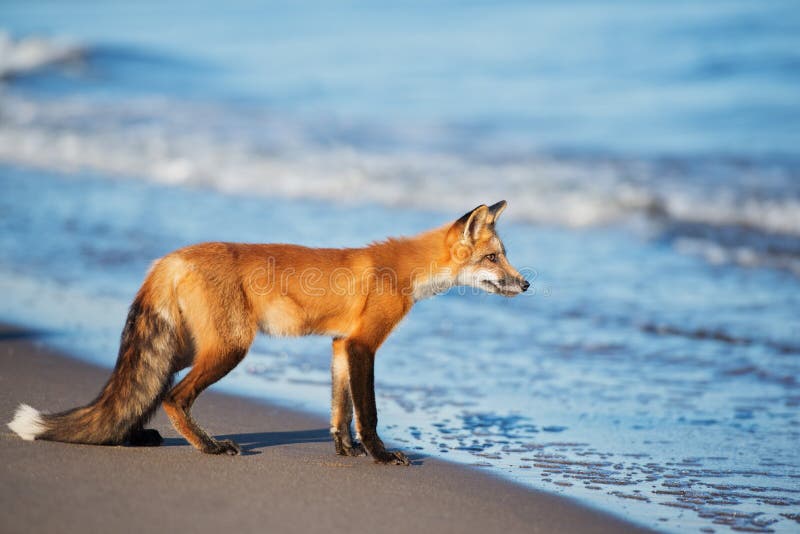 Adorable Young Fox Playing on the Beach Stock Image - Image of foxes ...
