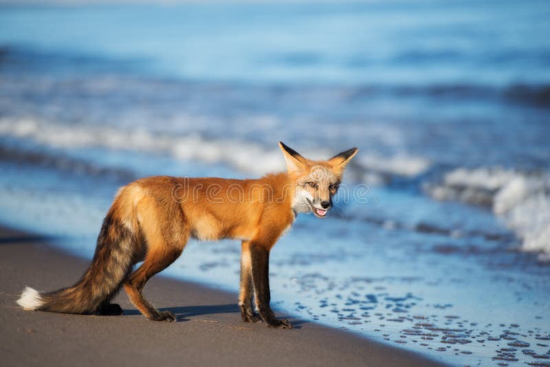 Adorable Young Fox Playing on the Beach Stock Image - Image of foxes ...