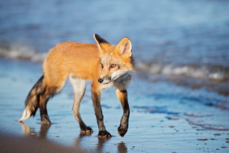 Adorable Young Fox Playing on the Beach Stock Image - Image of foxes ...