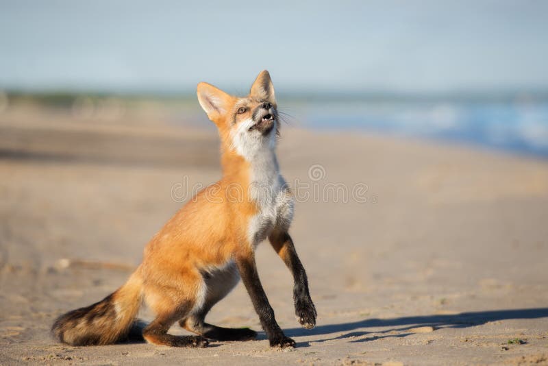 Adorable Young Fox Playing on the Beach Stock Image - Image of foxes ...