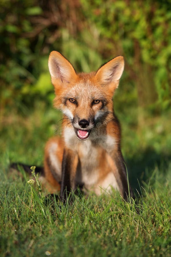 Adorable Young Fox Standing on the Beach Stock Photo - Image of rare ...