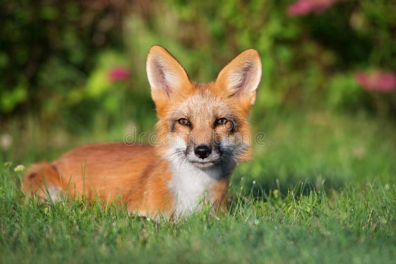 Adorable Young Fox Portrait on Grass Stock Photo - Image of grass ...