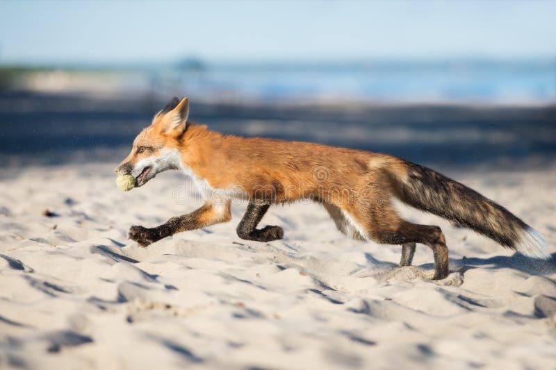 Adorable Young Fox Runs on the Beach Stock Image - Image of beautiful ...