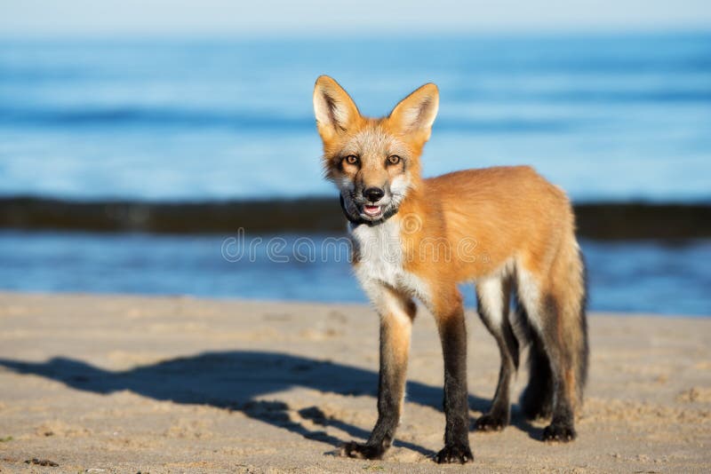 Adorable Young Fox Playing on the Beach Stock Image - Image of foxes ...