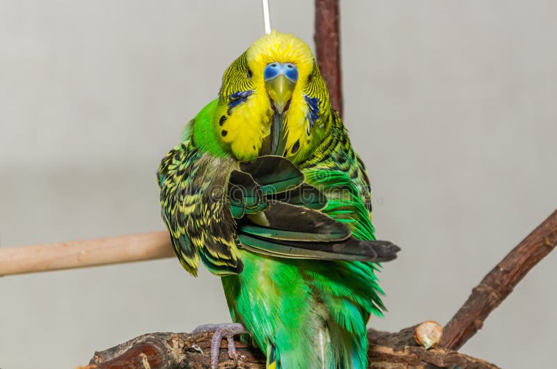 Adorable Young Green Budgerigar Cleaning Its Feathers Stock Image ...
