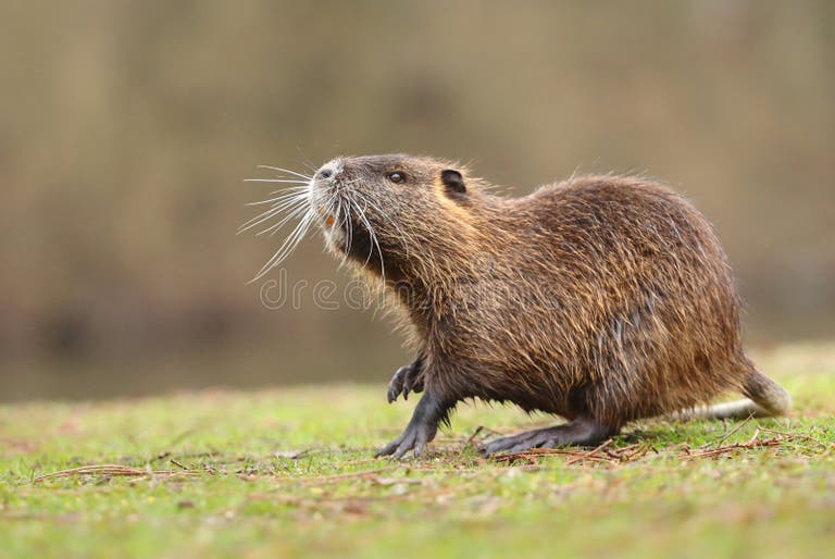 Adorable Young Nutria during Spring Stock Image - Image of animal ...