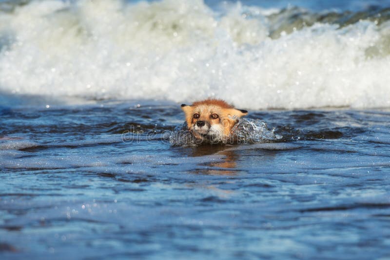 Swimming red fox stock photo. Image of river, lake, water - 25817852
