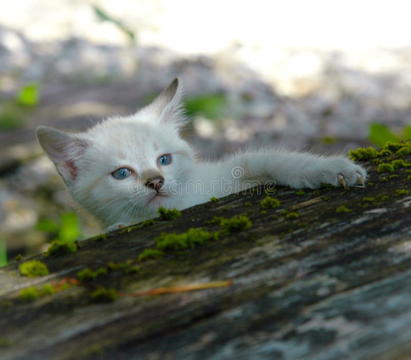 Adorable Young White Cat Looking at Us Stock Image - Image of adorable ...