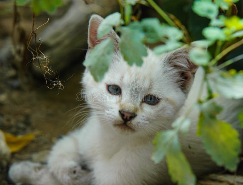 Adorable Young White Cat Looking at Us Stock Image - Image of adorable ...