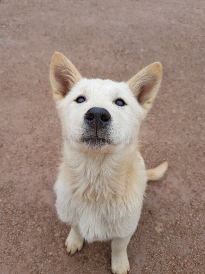 Adoreble Puppy sitting stock photo. Image of puppy, hokkaido - 88591498