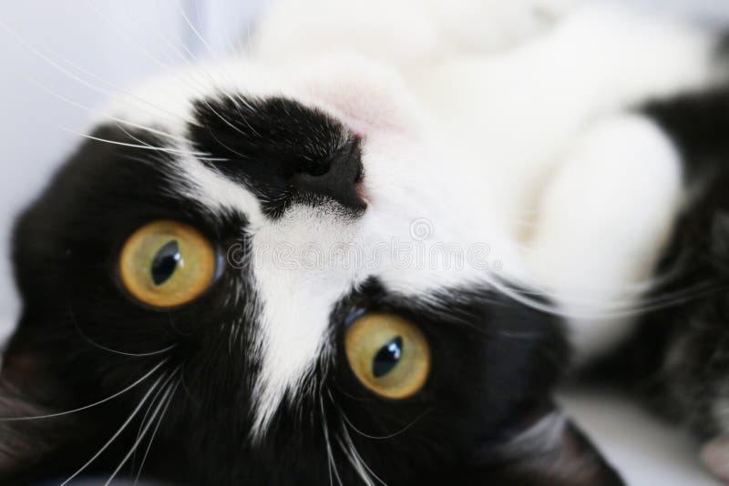 Adoring Cat stock photo. Image of mother, mama, animal - 71757386