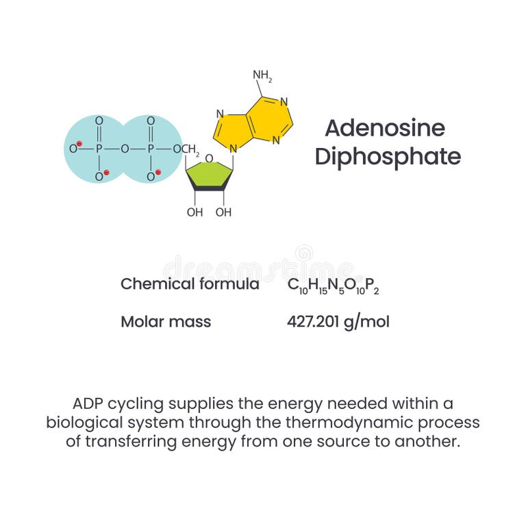 Adenosine Diphosphate ADP Science Vector Infographic Stock Vector ...