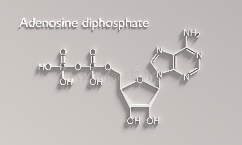 ADP or Adenosine Diphosphate Molecular Structure. DNA and RNA Building ...