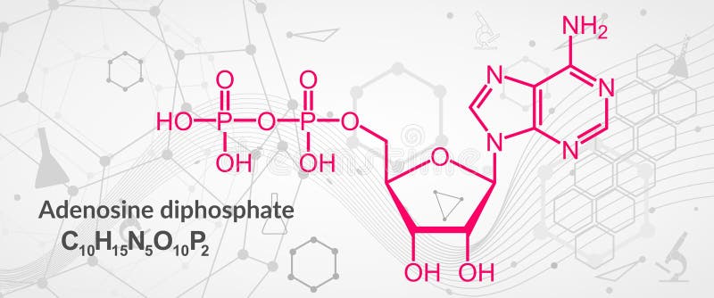 ADP or Adenosine Diphosphate Molecular Structure. DNA and RNA Building ...