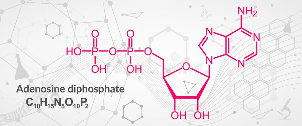 ADP or Adenosine Diphosphate Molecular Structure. DNA and RNA Building ...