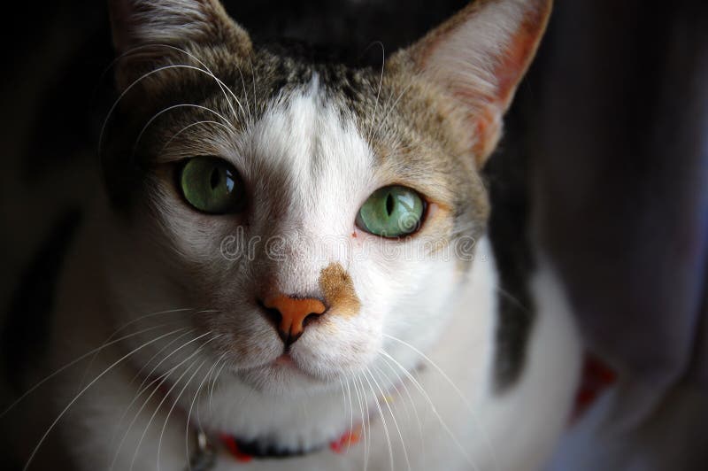 Adrable cat stock image. Image of pretty, compassion - 15509021