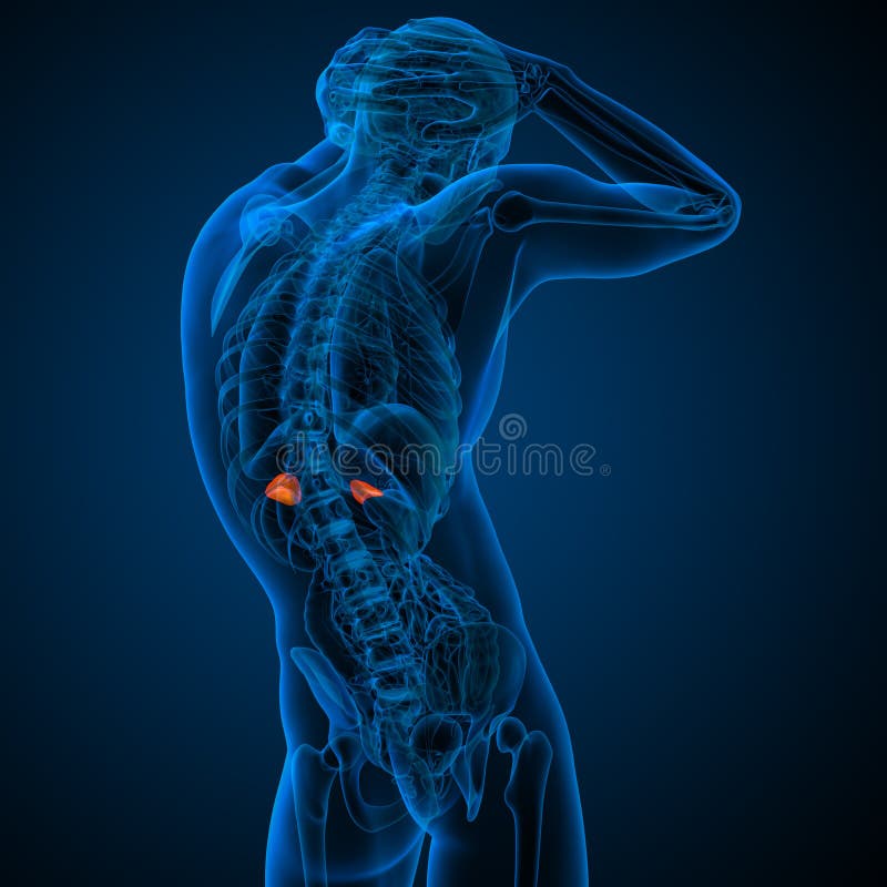 Human adrenal glands stock illustration. Illustration of gland - 88910781
