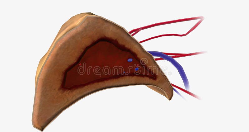 The Adrenal Gland Cross Section Stock Illustration - Illustration of ... The Adrenal Gland Cross Section Stock Illustration - Illustration of ...