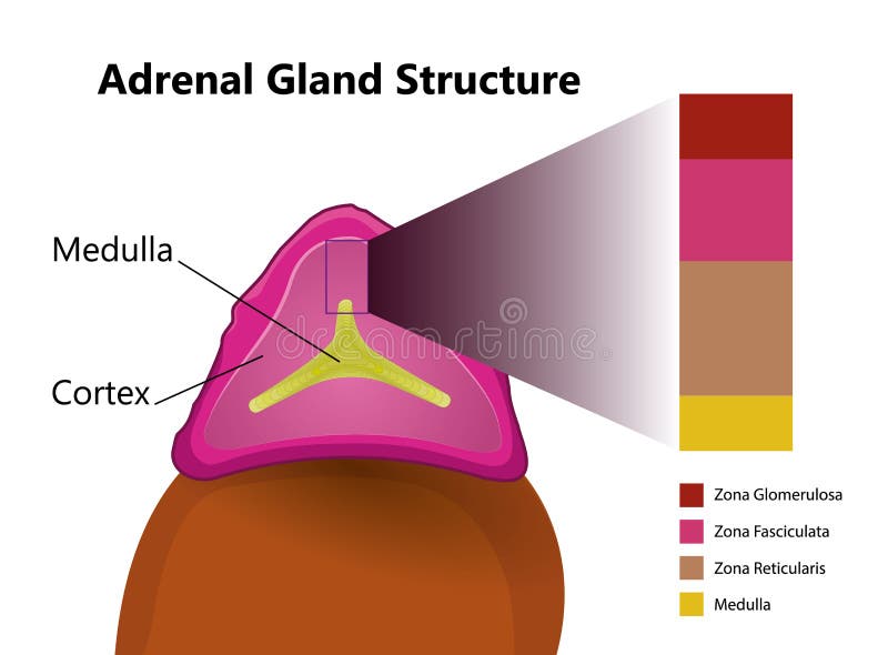 The adrenal gland stock vector. Illustration of health - 25923053