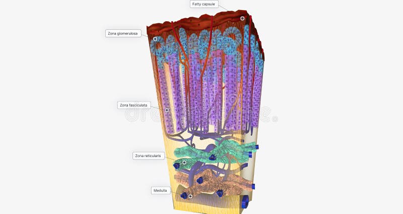 Adrenal Gland Tissue Cross Section Stock Illustration - Illustration of ... Adrenal Gland Tissue Cross Section Stock Illustration - Illustration of ...
