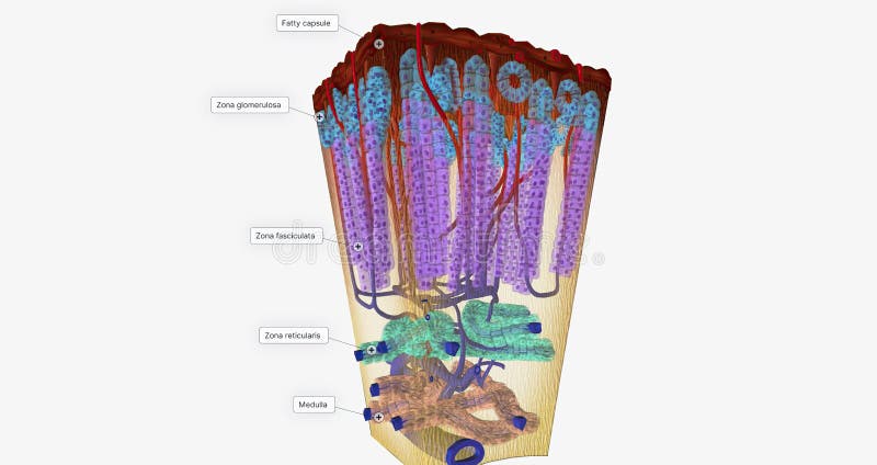 Adrenal Gland Tissue Cross Section Stock Illustration - Illustration of ... Adrenal Gland Tissue Cross Section Stock Illustration - Illustration of ...