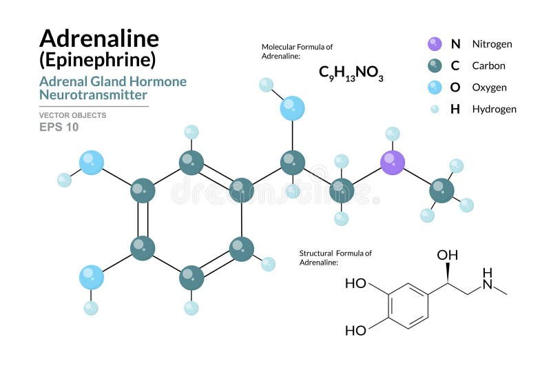 Adrenaline. Epinephrine. Structural Chemical Formula and 3d Model of ...