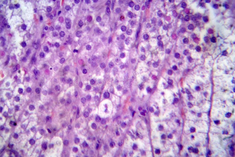 Histology Adrenal Gland Stock Photos - Free & Royalty-Free Stock Photos ...