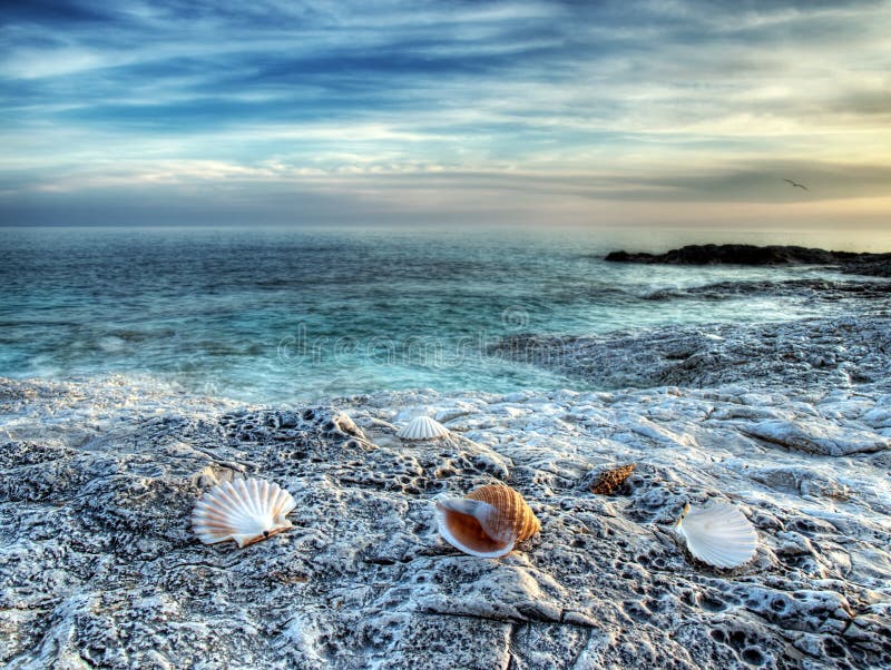 Sea shells on sand stock image. Image of sand, shell - 16635497