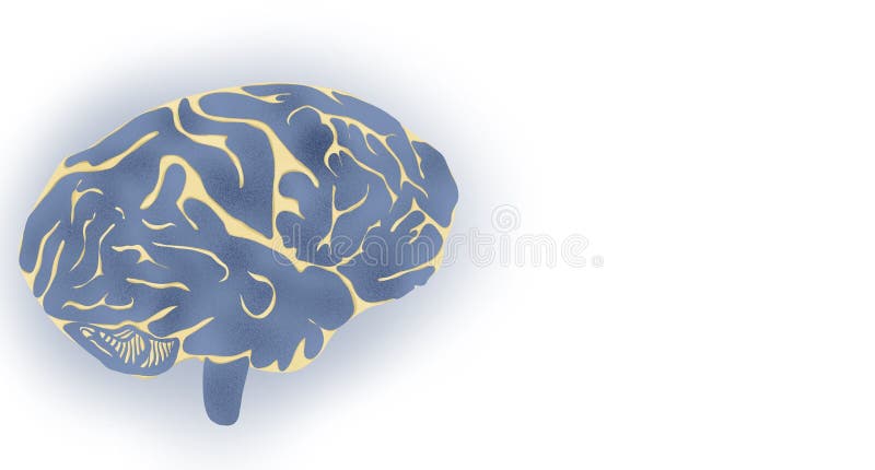 Textured Brain Shaped Blank Background Design Stock Illustrations – 8 ...