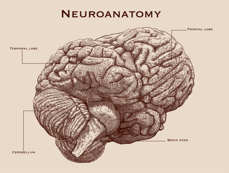 Neuroanatomy Chart Stock Illustrations – 3 Neuroanatomy Chart Stock ...