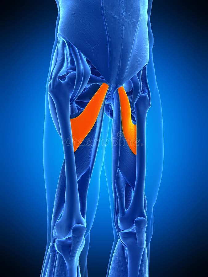 The aducctor brevis stock illustration. Illustration of upper - 72487477