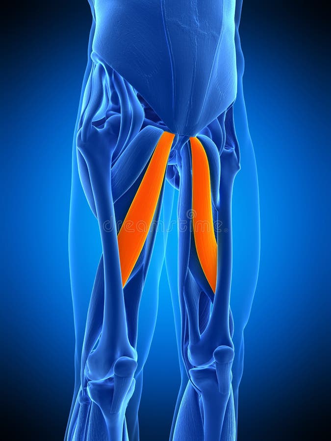 The adductor longus stock illustration. Illustration of upper - 72487305