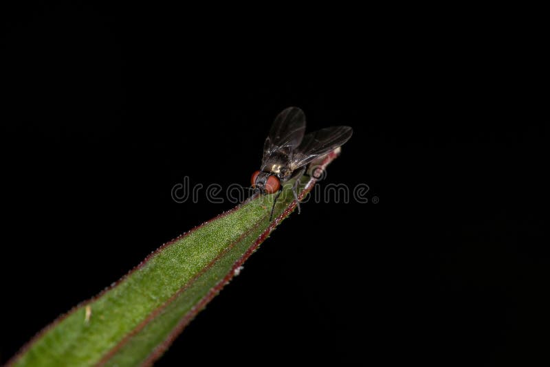 Adult Acalyptrate Fly stock photo. Image of pest, diptera - 229868856