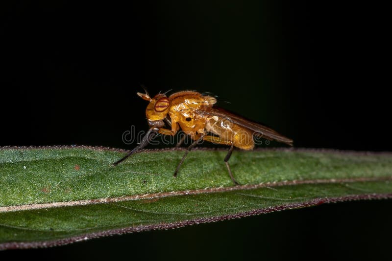 Adult Acalyptrate Fly stock image. Image of small, wild - 229868865