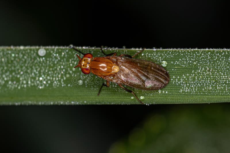 Adult Acalyptrate Fly stock image. Image of schizophoran - 233496373