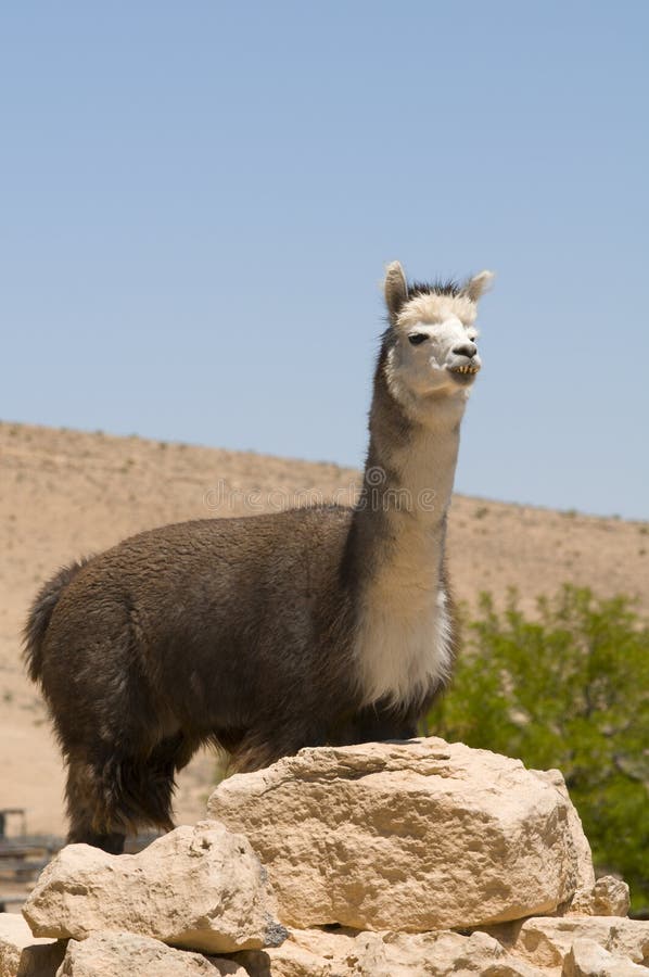 Adult Alpaca Male stock photo. Image of latin, animal - 9699042
