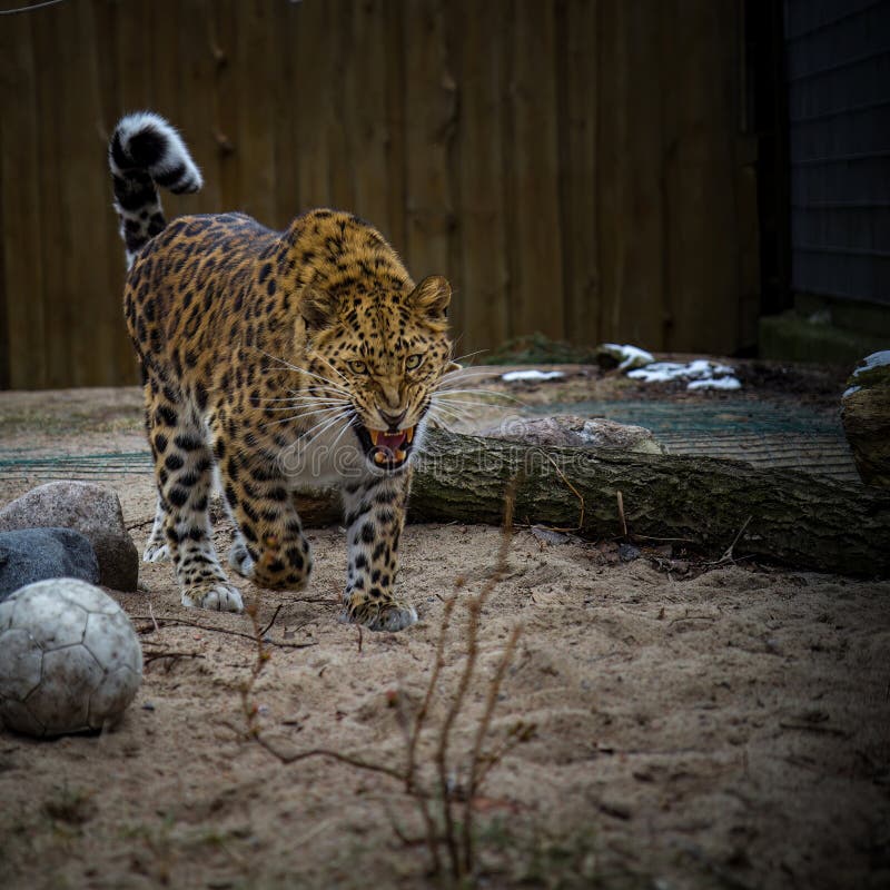Adult Amur Leopard, Panthera Pardus Orientalis Stock Photo - Image of ...
