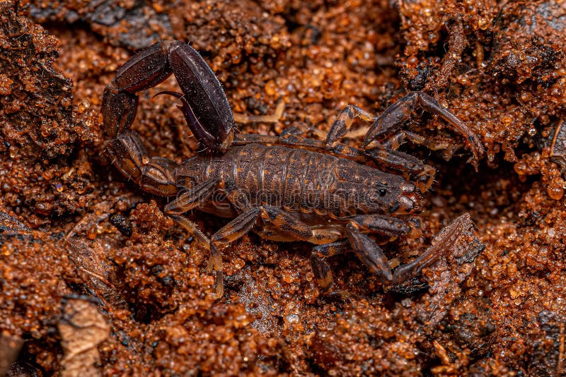 Adult Arrowbreasted Scorpion Stock Image - Image of brown, arachnida ...